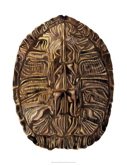 Tortoise Shell Detail II - Picture This Wall Art