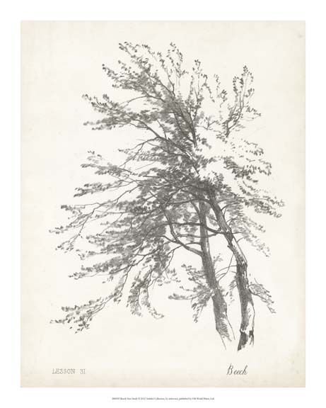 Beech Tree Study - Picture This Wall Art
