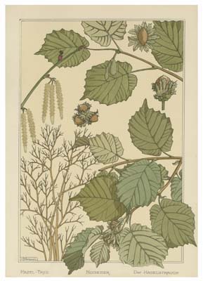 Hazel Tree - Picture This Wall Art