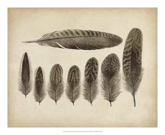 Vintage Feathers VIII - Picture This Wall Art
